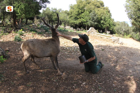 InFEA Olbia - Tempio - Censimento del Cervo al bramito